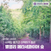 영덕 여행 사색도 즐기고 산책하기 좋은 영덕 벌영리 메타세콰이어 숲 네이버 블로그